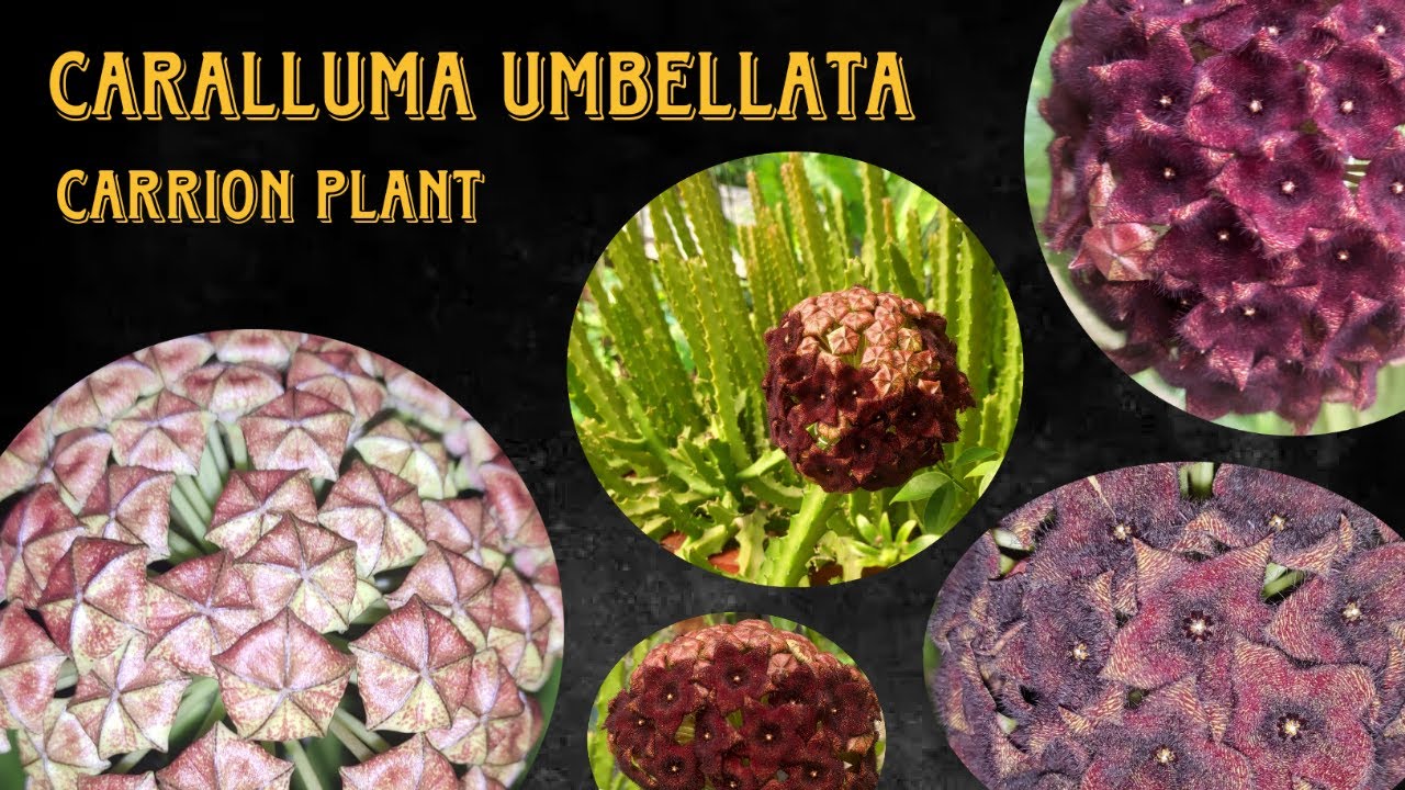 Caralluma umbellata - Carrion Succulent Plant Care and Culture - YouTube