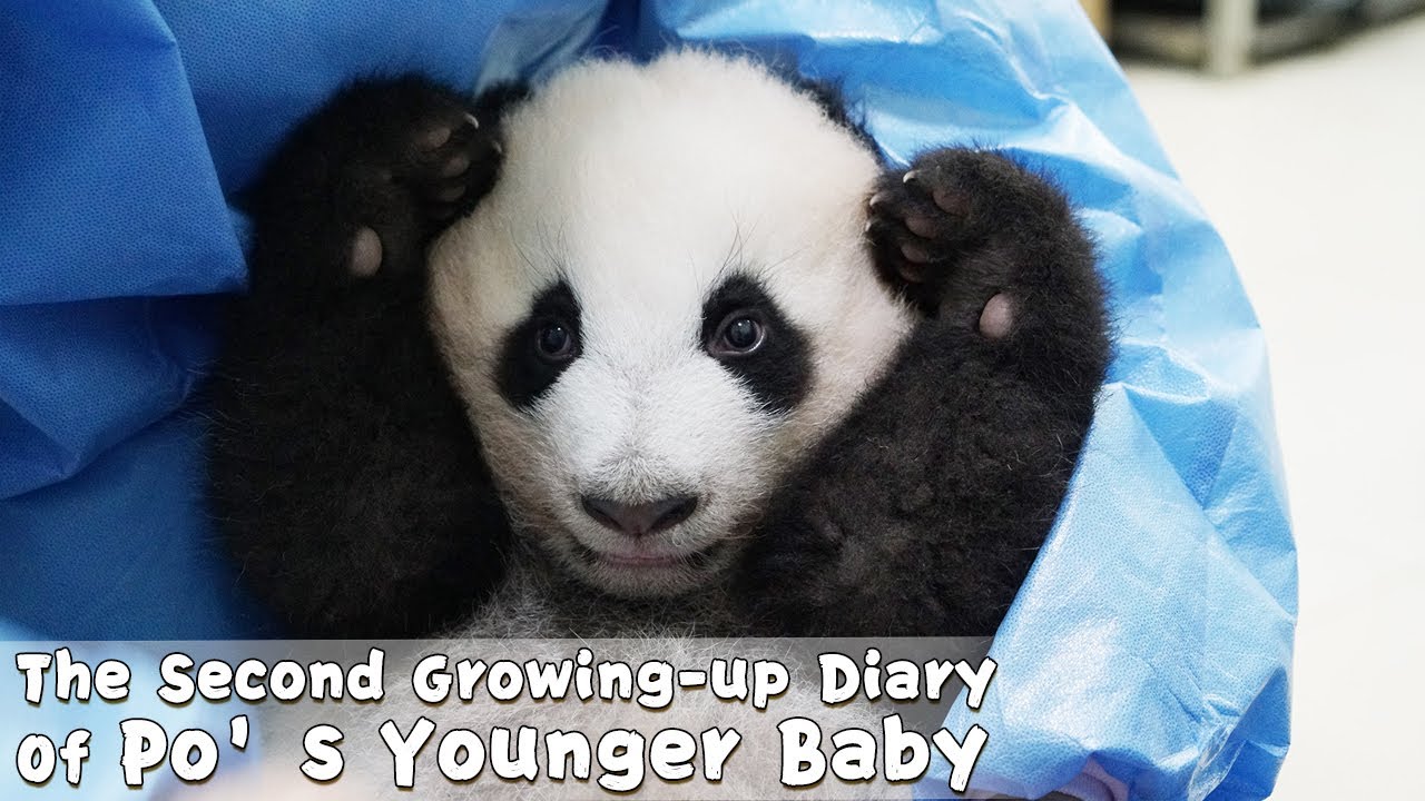 The Second Growing-up Diary Of Po’s Younger Baby | iPanda - YouTube