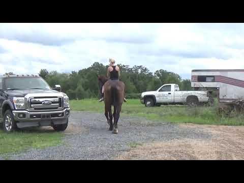 Clifford- Bombproof Beginner Safe Family Percheron Gelding - YouTube