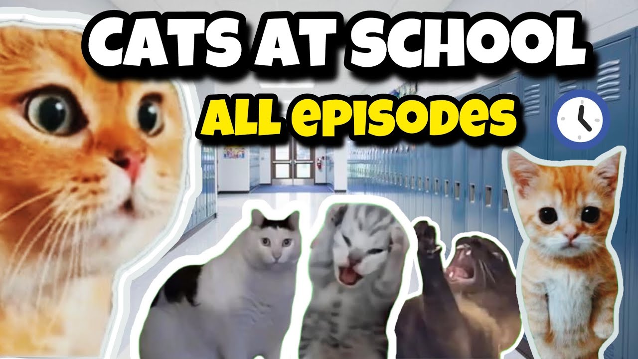 COMPILACIÓN DE MEME DEL GATO DEL PRIMER DÍA EN LA ESCUELA - YouTube