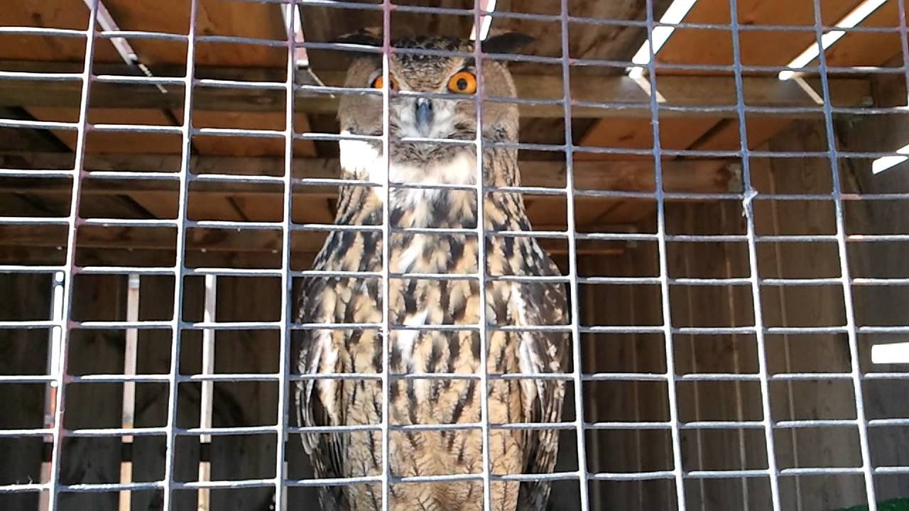 Whooo whooooo - YouTube