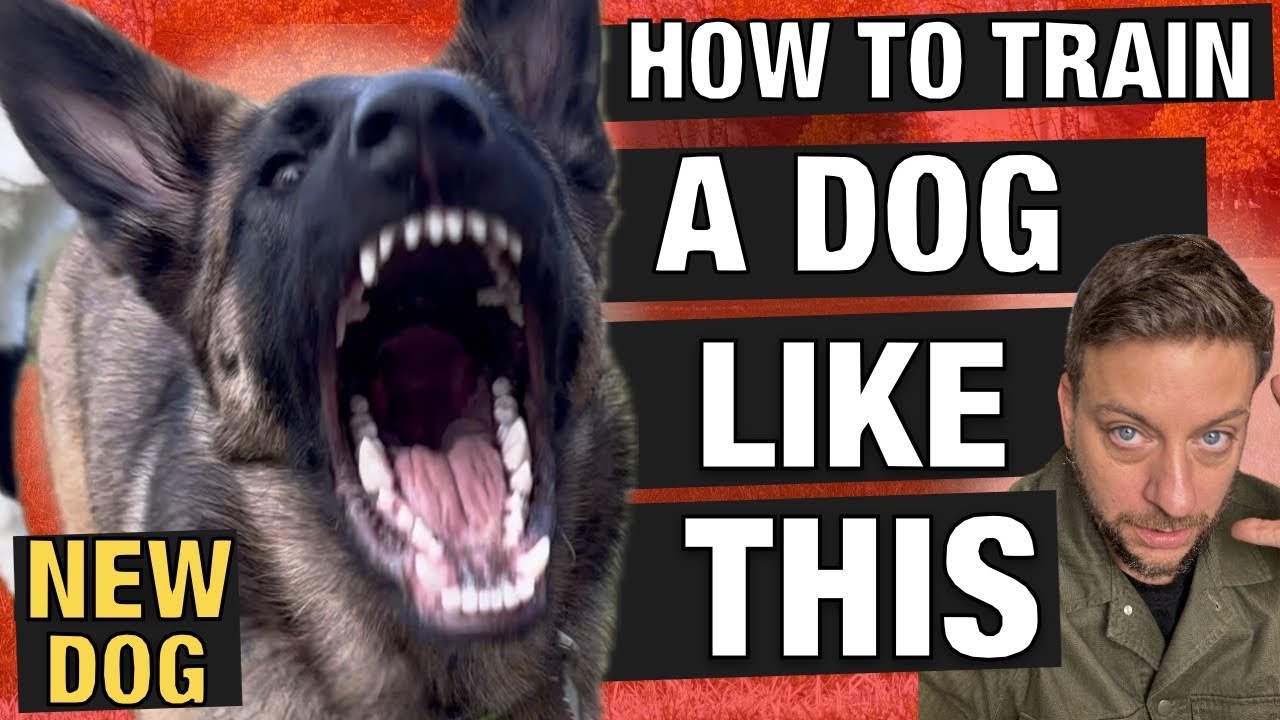 Learn how to Practice a Excessive-Power Powerhouse Canine With out ...