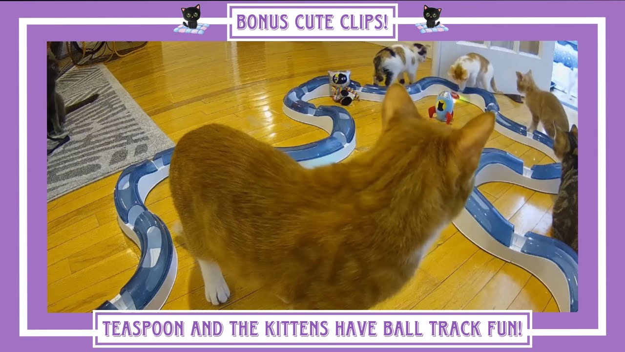 Teaspoon And The Kittens Have Ball Track Fun - Feb 9th - Bonus Cute ...