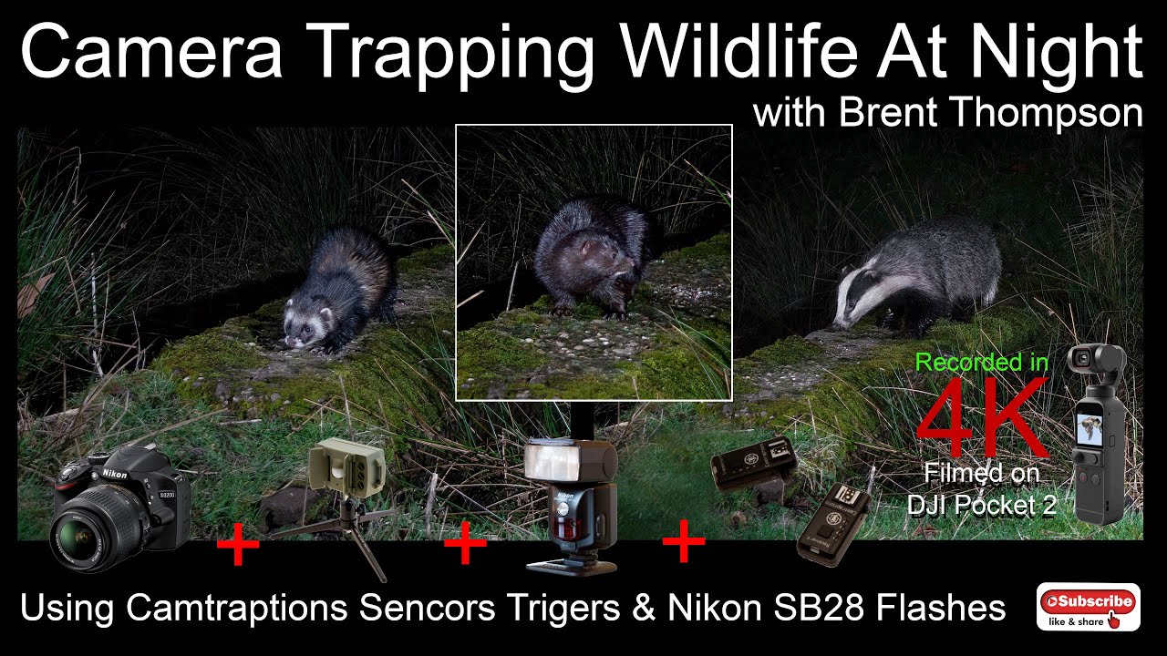 Camera trapping wildlife using Camptraptions Triggers and sensor's when ...