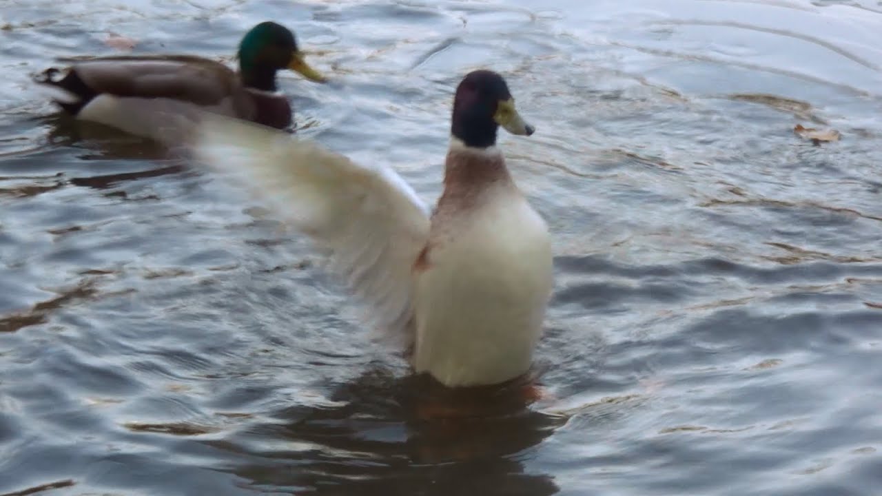 The Happy Ducks - YouTube