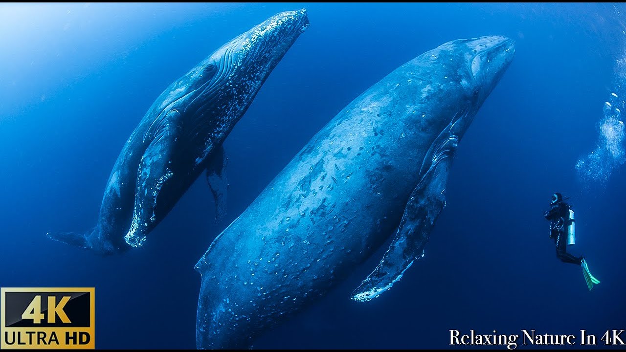 11 HOURS Stunning 4K Underwater footage + Relaxing Music - Rare ...