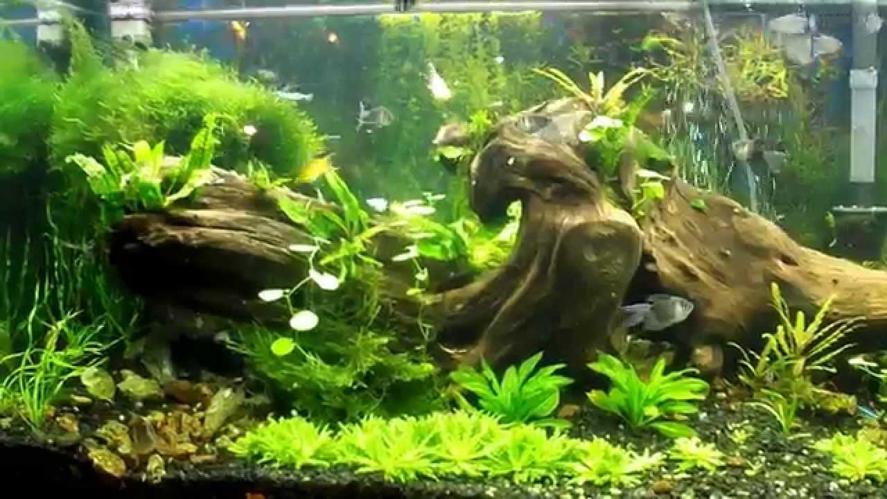 My 75 gallon freshwater community aquarium - YouTube
