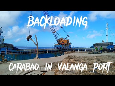 Ganto magsakay Ng kalabaw dito sa valanga port itbayat Batanes # ...