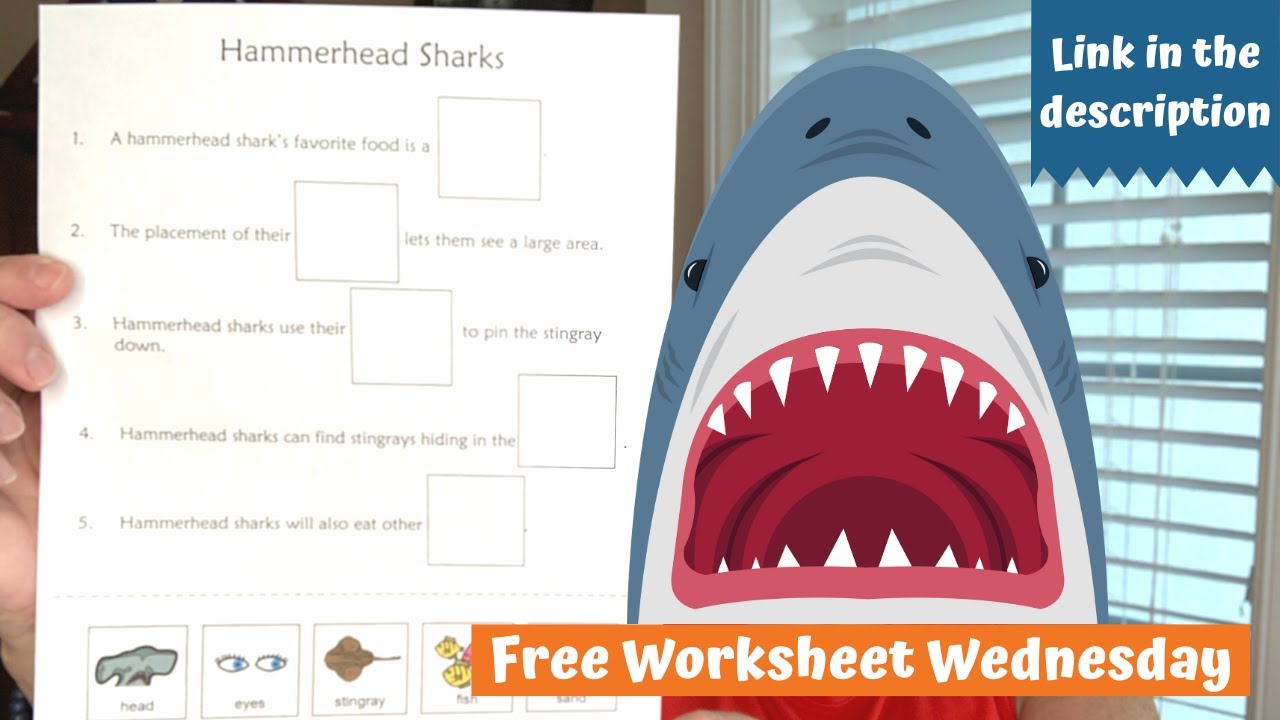 🦈 Free Worksheet Wednesday: Hammerhead Sharks - YouTube