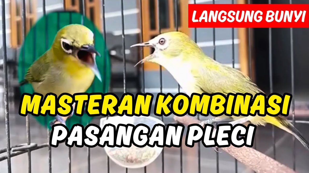 #021🔵 PANCINGAN KOMBINASI SUARA PLECI JANTAN VS PLECI BETINA ||FULL ...