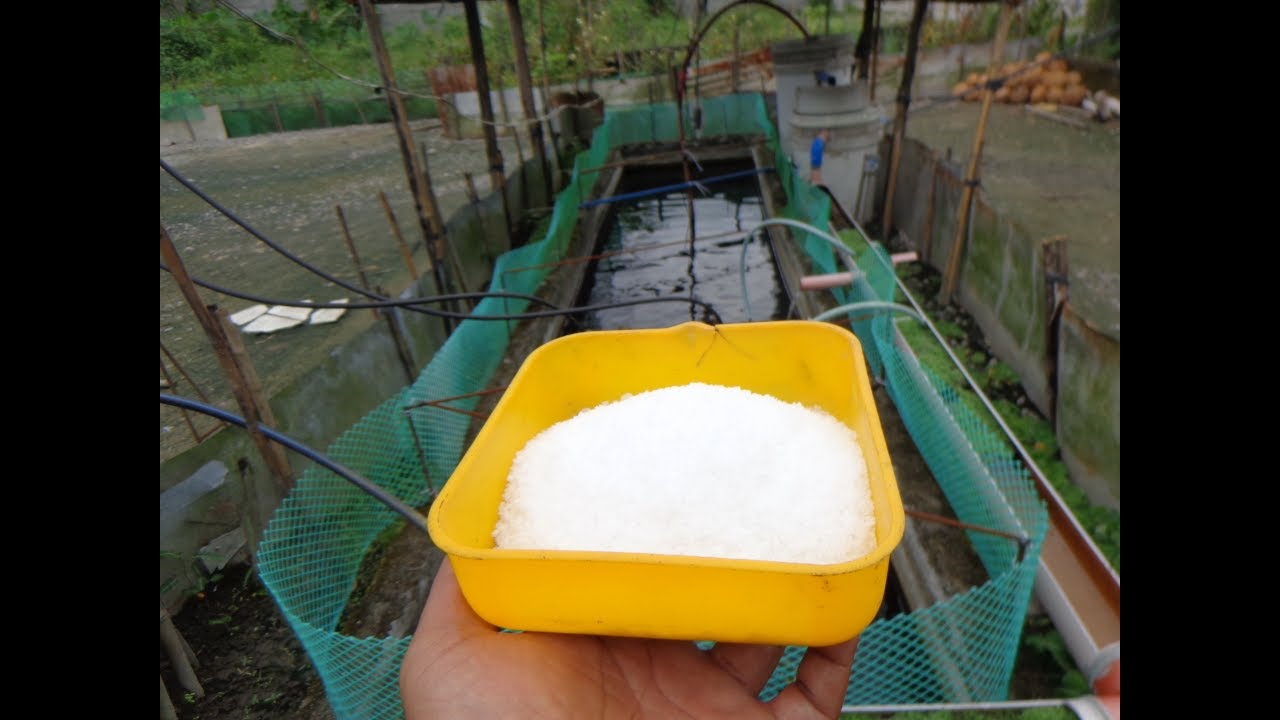 applying salt to my fishpond - YouTube