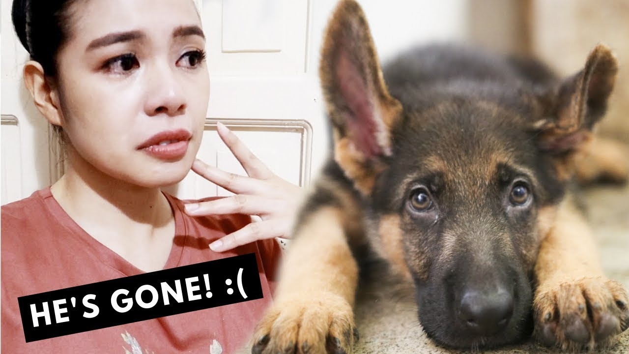 Saying Goodbye, He Left & I Cried- German Shepherd 2 Month Update - YouTube