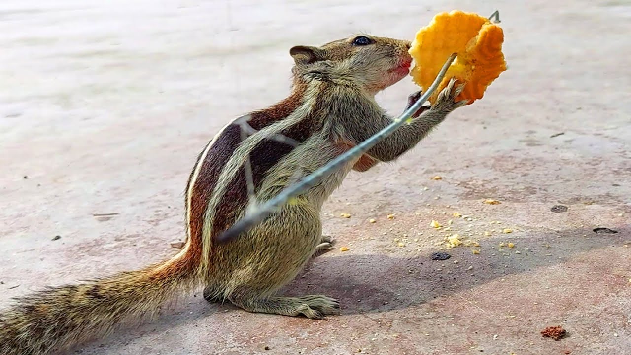 Amazing Squirrel Eating Biscuit – Squirrel Video - YouTube