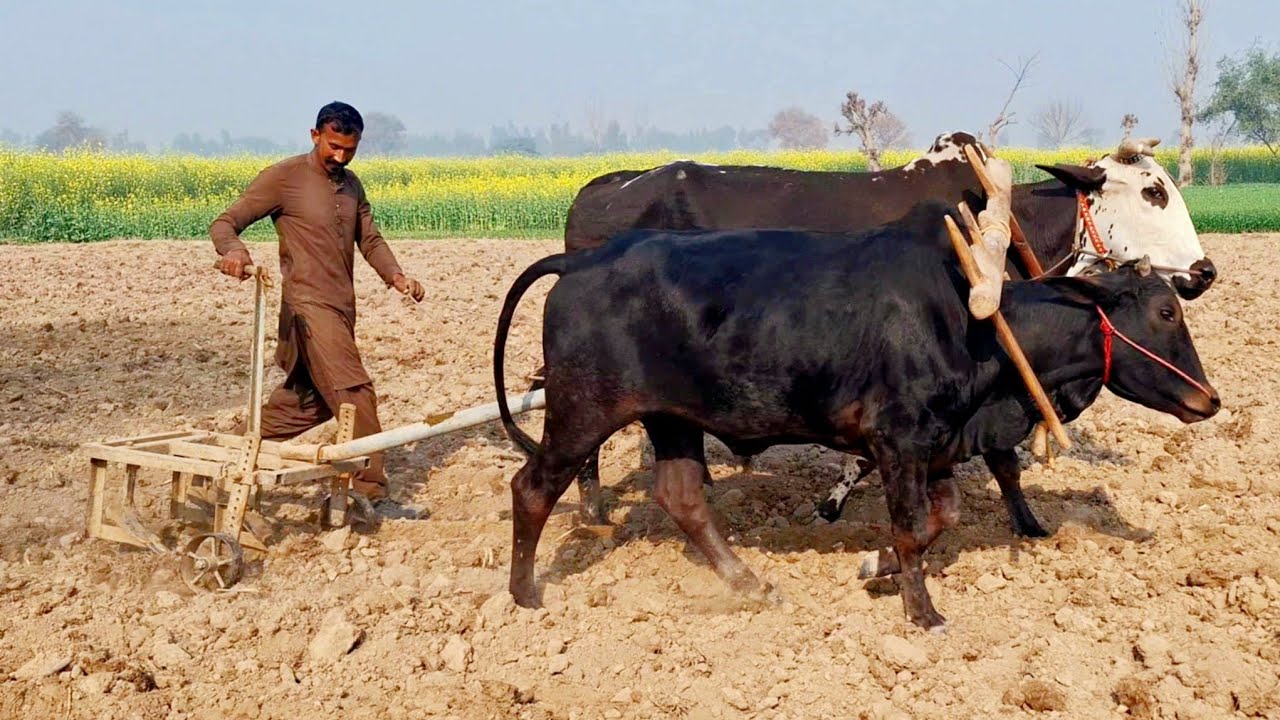 Bull powered Three pin plough in old villages | Traditional and old ...