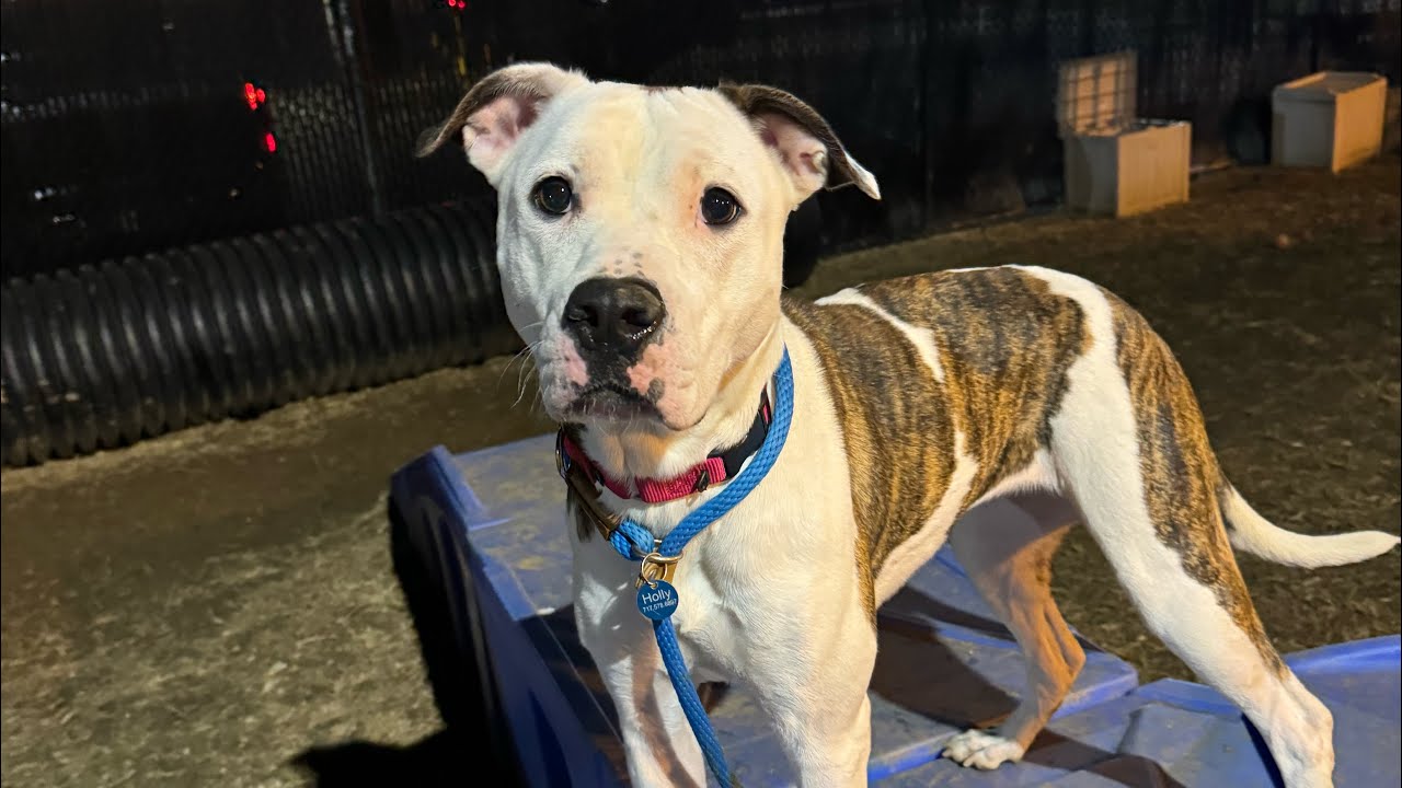 Iris A-152712 (ACCT Philly) is one smart pup! - YouTube