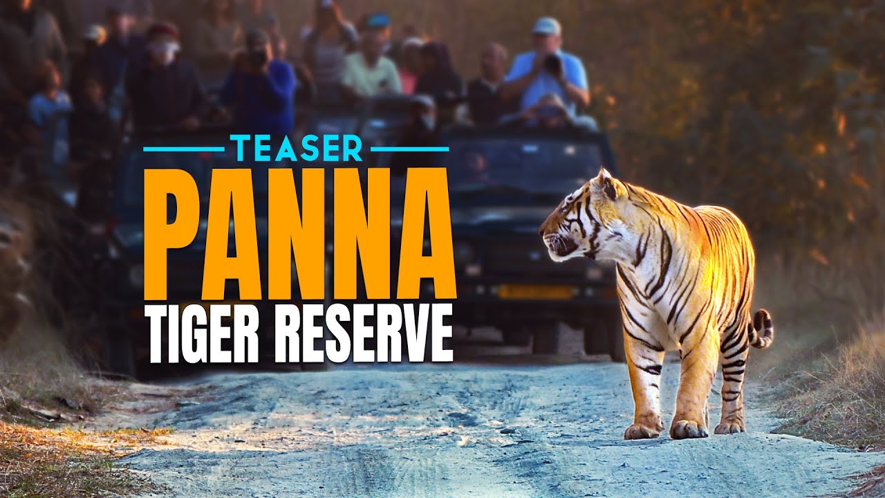 I visited Panna Tiger Reserve on completing 100k Subscriber - 4K Video ...