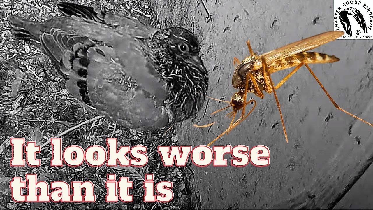 Help! There's A Mosquito Infestation Around The Wild Pigeon Nestling ...