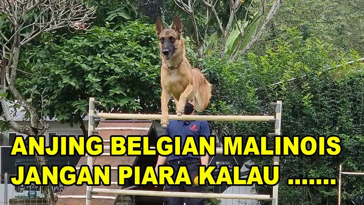 JANGAN PIARA ANJING BELGIAN MALINOIS KALAU.... - YouTube