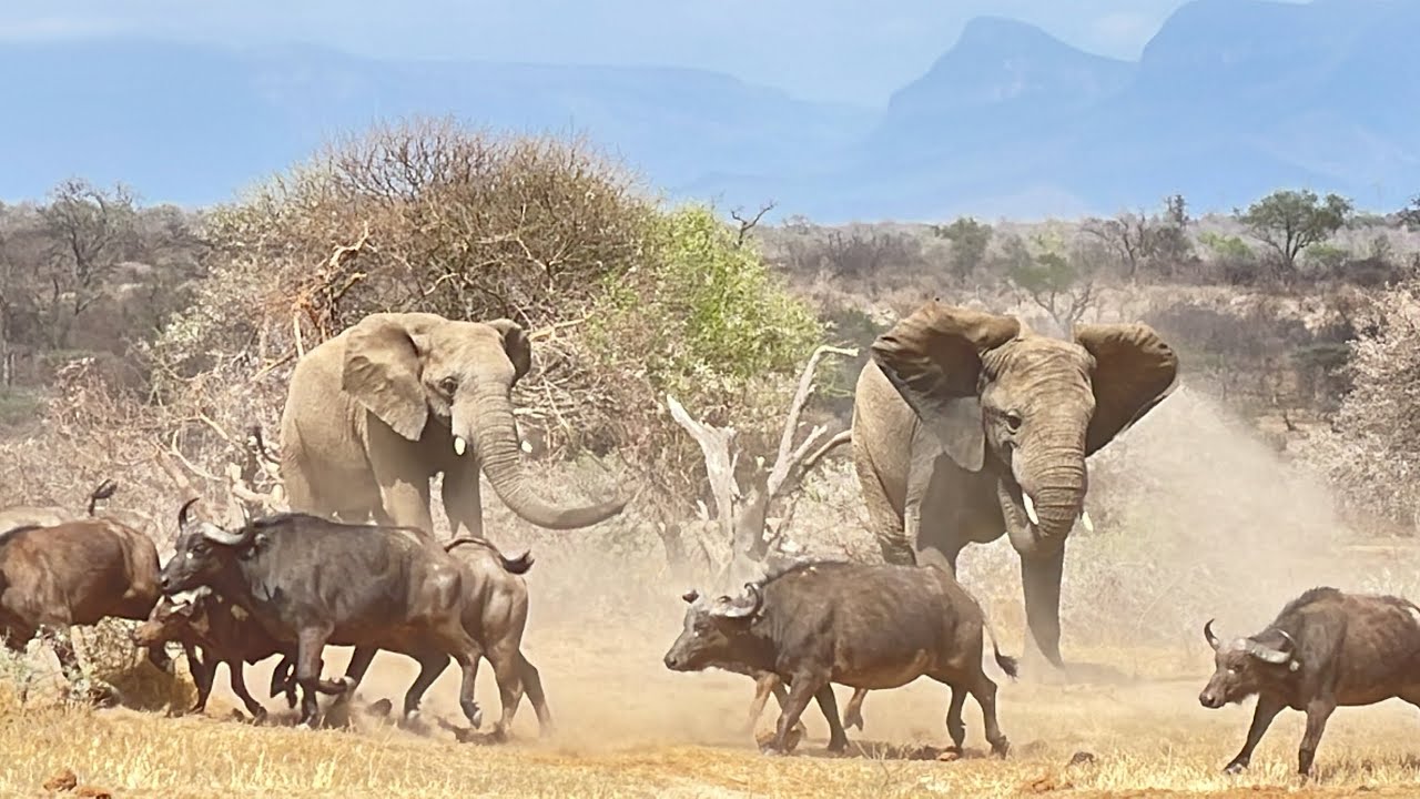 The Youngest Elephants Clash with a Giant Herd of Buffalo - YouTube