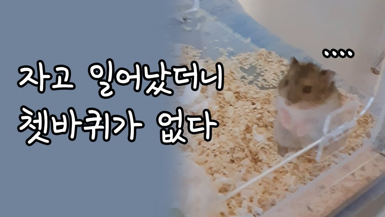 햄스터 놀람 쳇바퀴가 없을때 Youtube