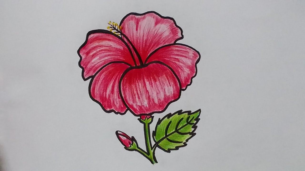 How to Draw a Hibiscus Flower || Hibiscus Flower Drawing || Joba Phool ...