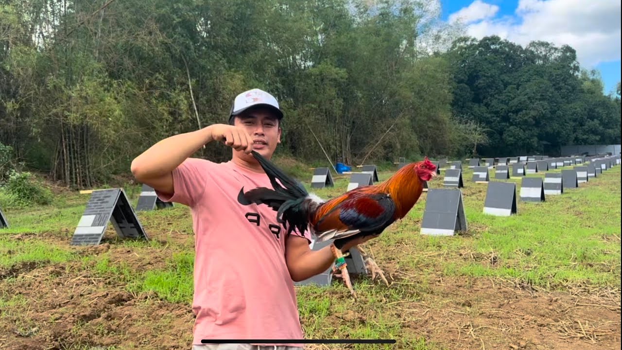 Magkano ang presyo ng Pure Goldenboy Sweater sa AEJ Farm? - YouTube