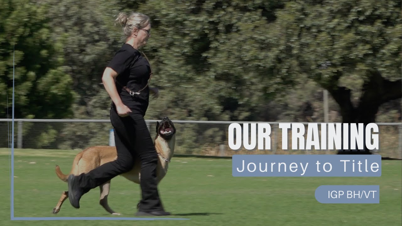 Training Journey to our IGP BH Title - YouTube