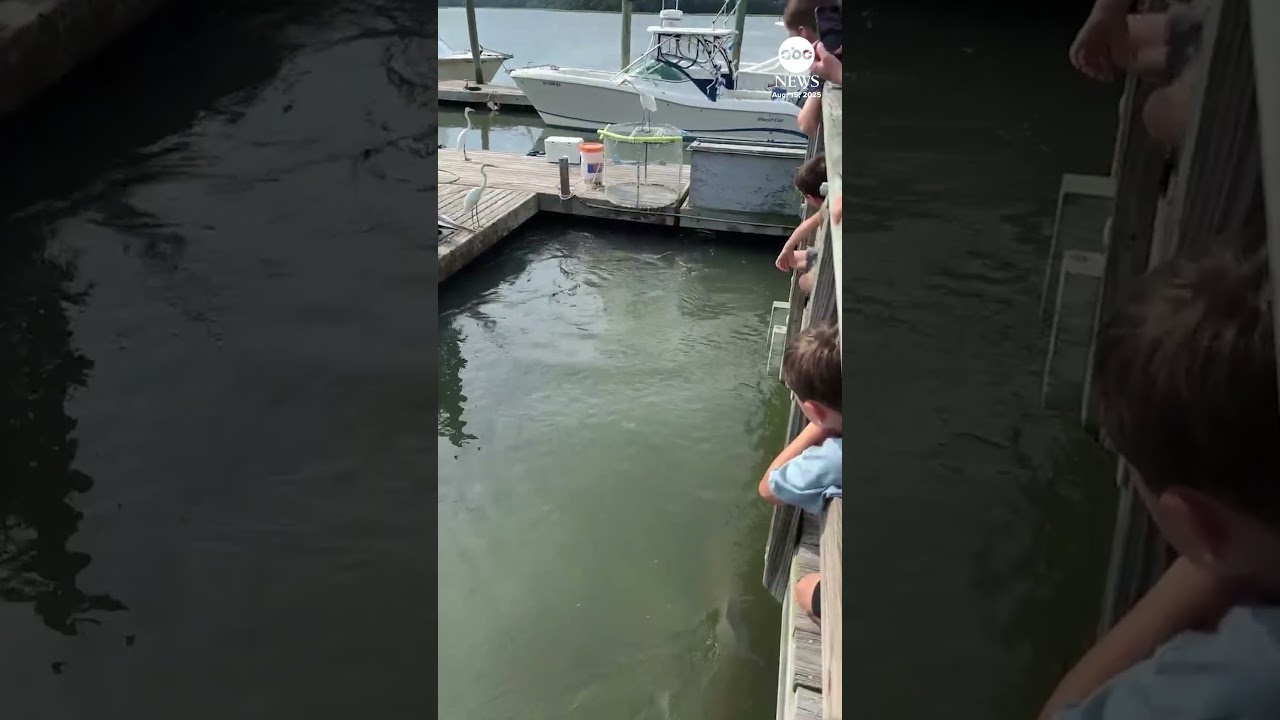 Gator swims with sharks in family’s South Carolina vacation video @ABCNews