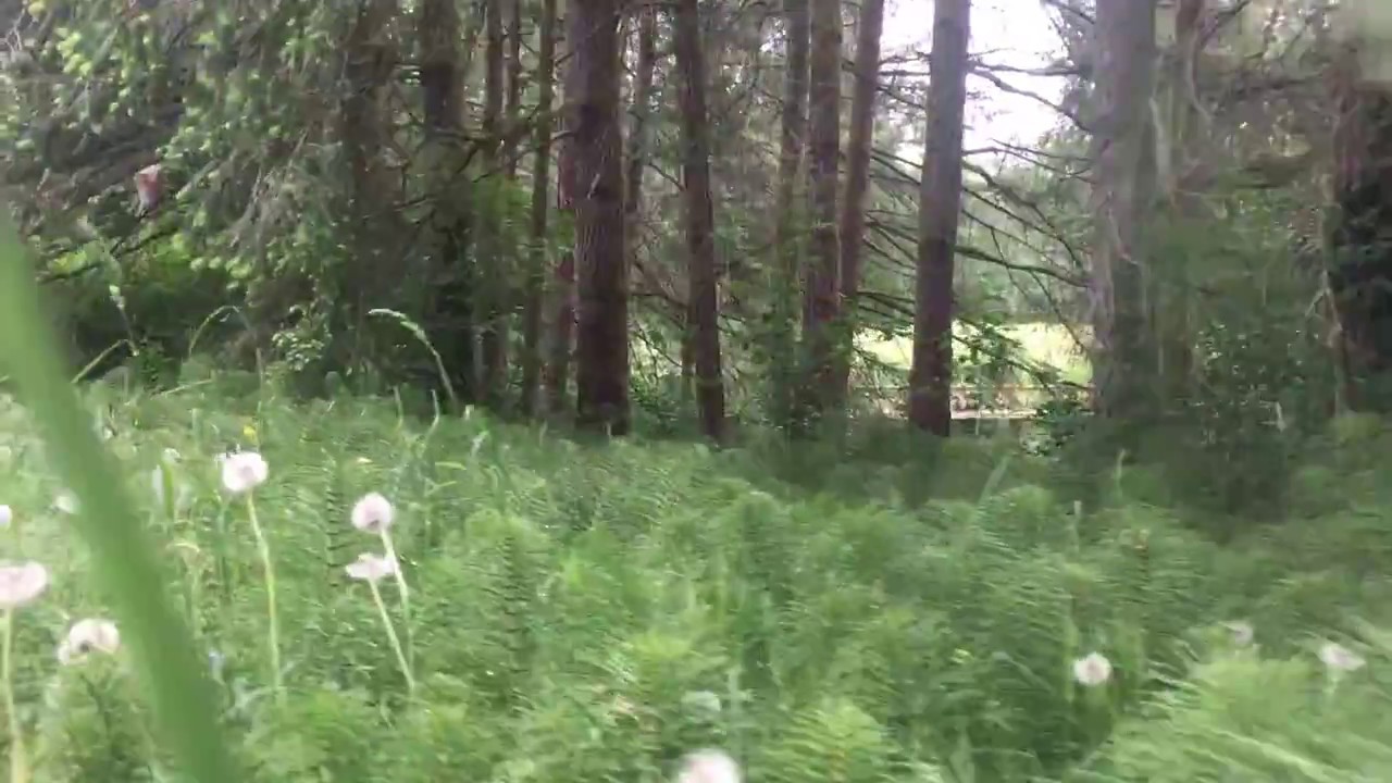 Godwin Park 9 - YouTube