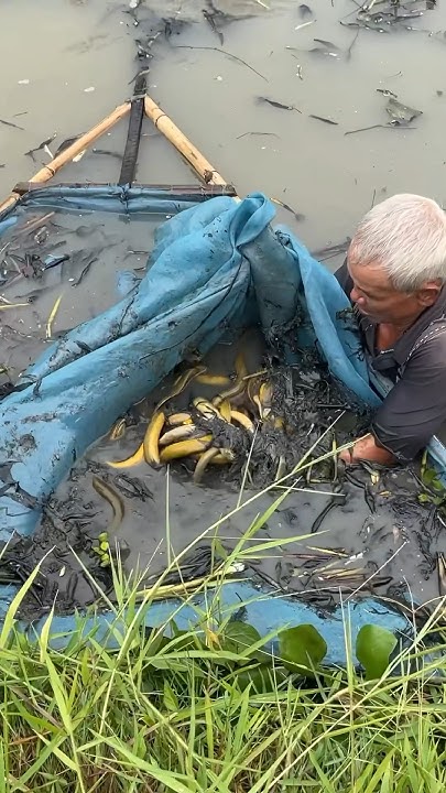 Survival eel trapping skills to catch giant eels fish - YouTube