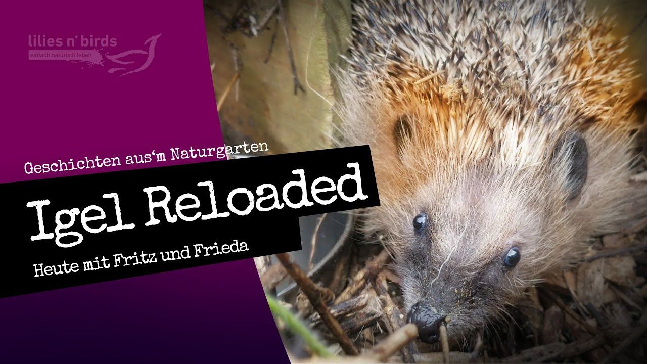 Igel Reloaded - YouTube