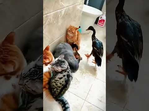 ördək və pişik