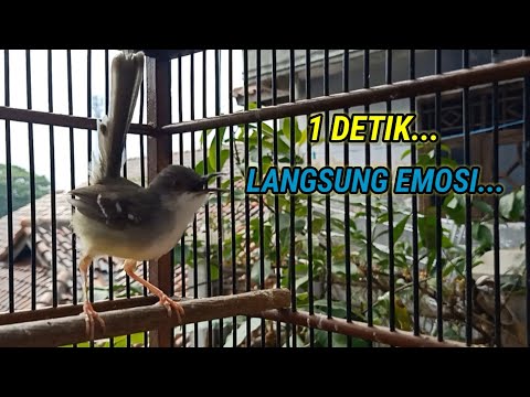 ciblek semi gacor, PALING AMPUH bikin ciblek semi jadi emosi