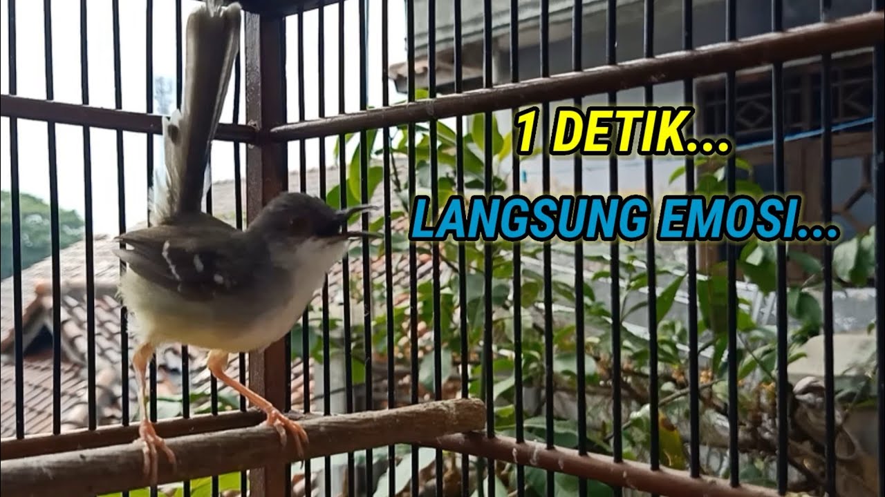 ciblek semi gacor, PALING AMPUH bikin ciblek semi jadi emosi - YouTube