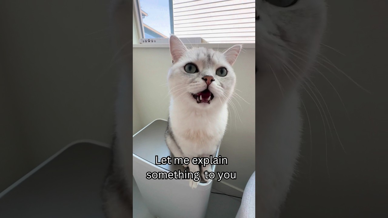 Louis the Cat: Conquering the Quirky Home Rules, One Paw at a Time ...