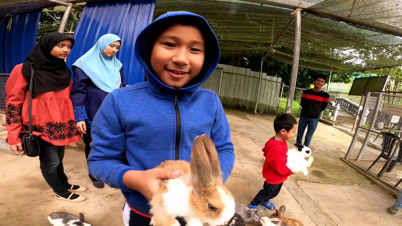 Main Rabbit kat Taman Arnab Cameron Highlands - YouTube