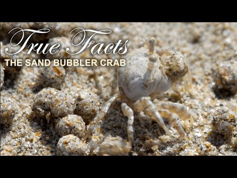 True Facts : The Sand Bubbler Crab