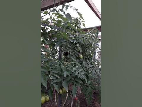 Продолжение обзора новых сортов томатов: чалма, пасто итальяно ...