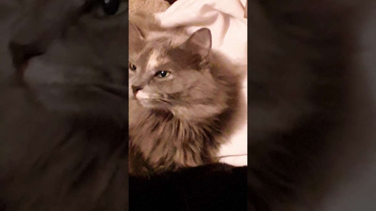 Potato cats - YouTube