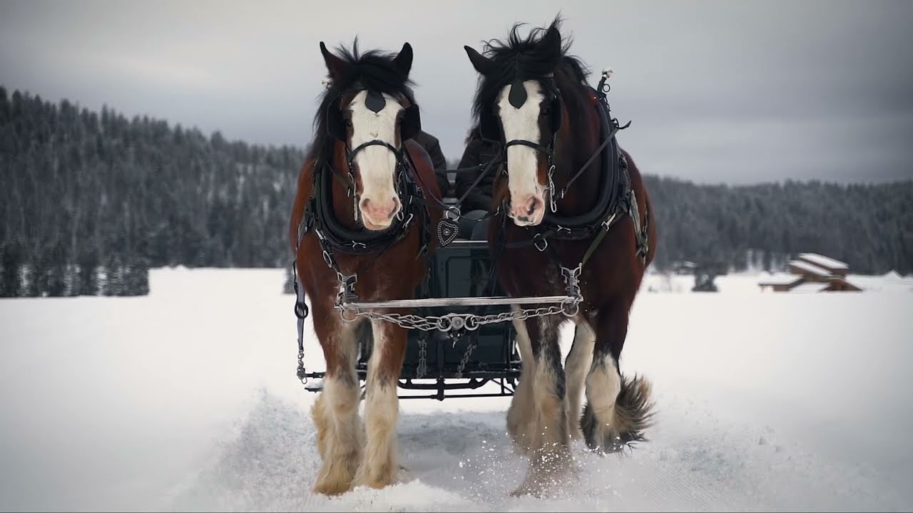 Budweiser Clydesdales In Snow