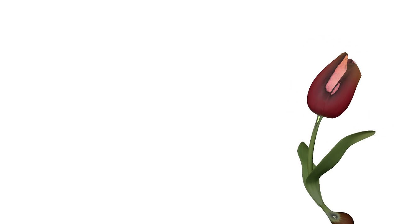 Tulip Animation - YouTube
