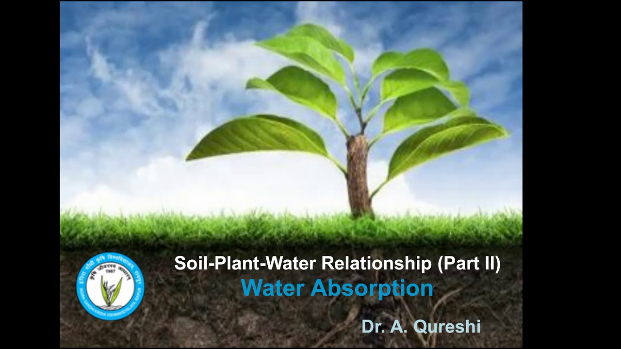 Soil-Plant-Water Relationship II(Water Absorption) #Green_Space #Water ...