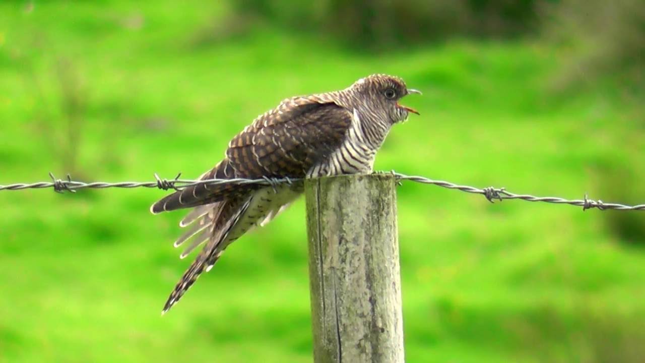 Juvenile Cuckoo 2. Co. Sligo, Ireland. - YouTube