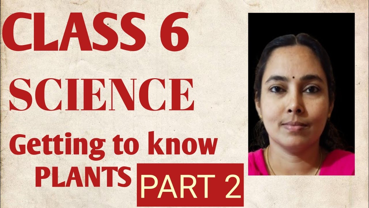 Class 6/ science/ Chapter 7/ Getting to know plants/part 2/ stem/ cbse ...
