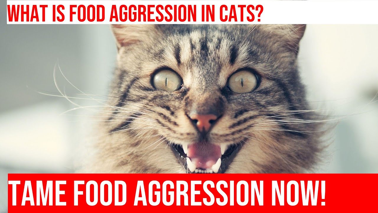 Tackling Food Aggression in Cats: Understanding & Managing - YouTube