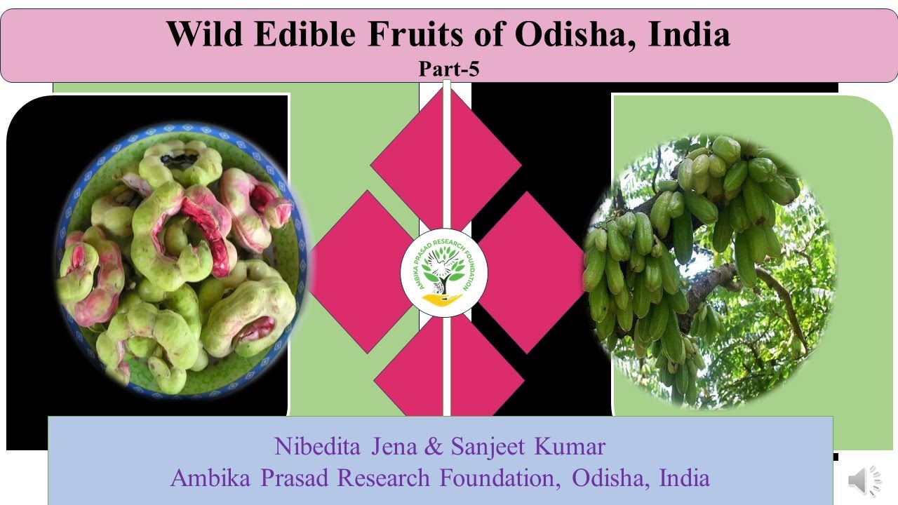 Part 5 Wild Edible Fruits of Odisha, India; #fruits #food #odisha # ...