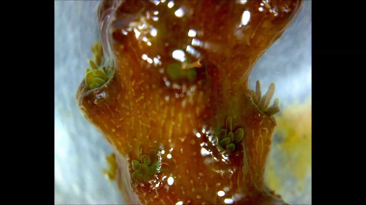 sps coral, red bugs or acropora eating flatworms - YouTube