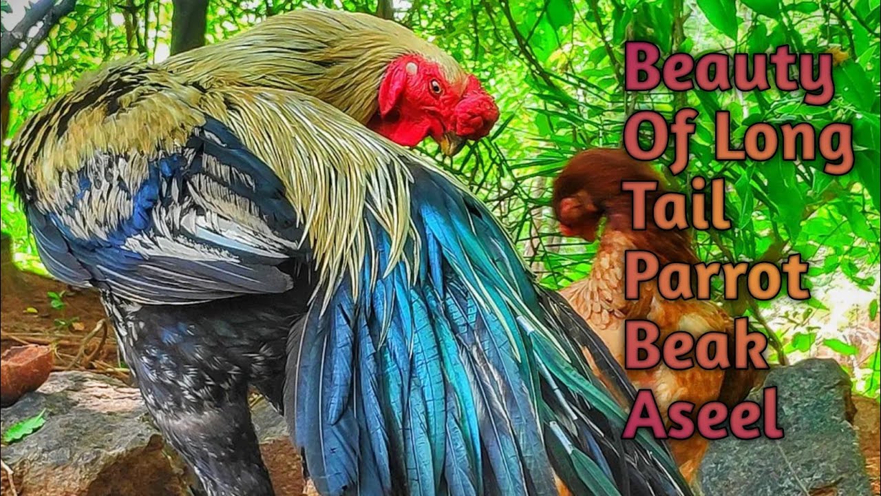 Beauty Of Long Tail Parrot Beak Aseel || @animals2.2 - YouTube