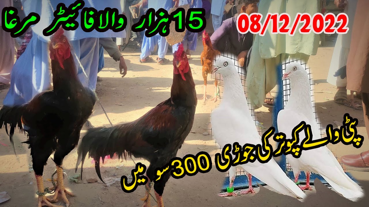 Pigeons Market in Pakistan | Exotic Birds and Parrots Fancy Hen | Asli ...
