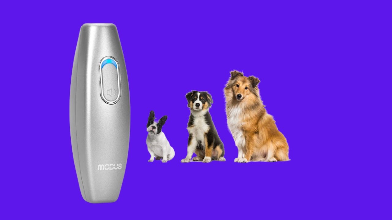Before You Buy MODUS Bark Control Device - Anti Barking Device - YouTube